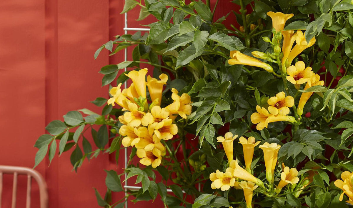 Las 10 mejores plantas trepadoras para un exterior fascinante – La ...