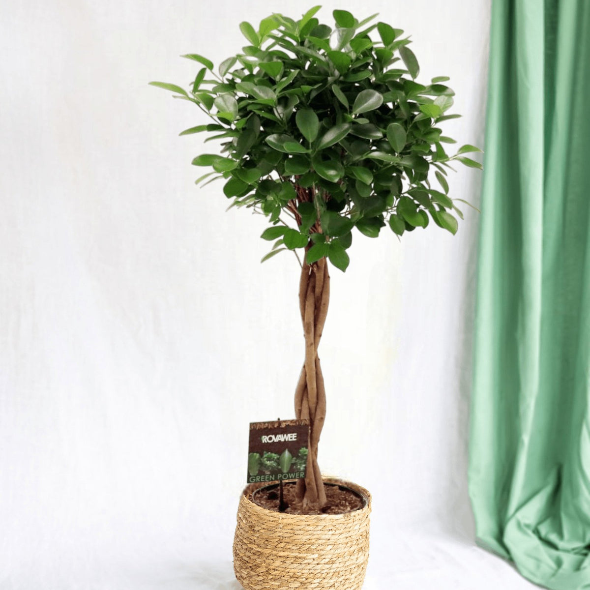Planta Individual: Ficus Microcarpa Moclame con Tronco Trenzado 55cm ...